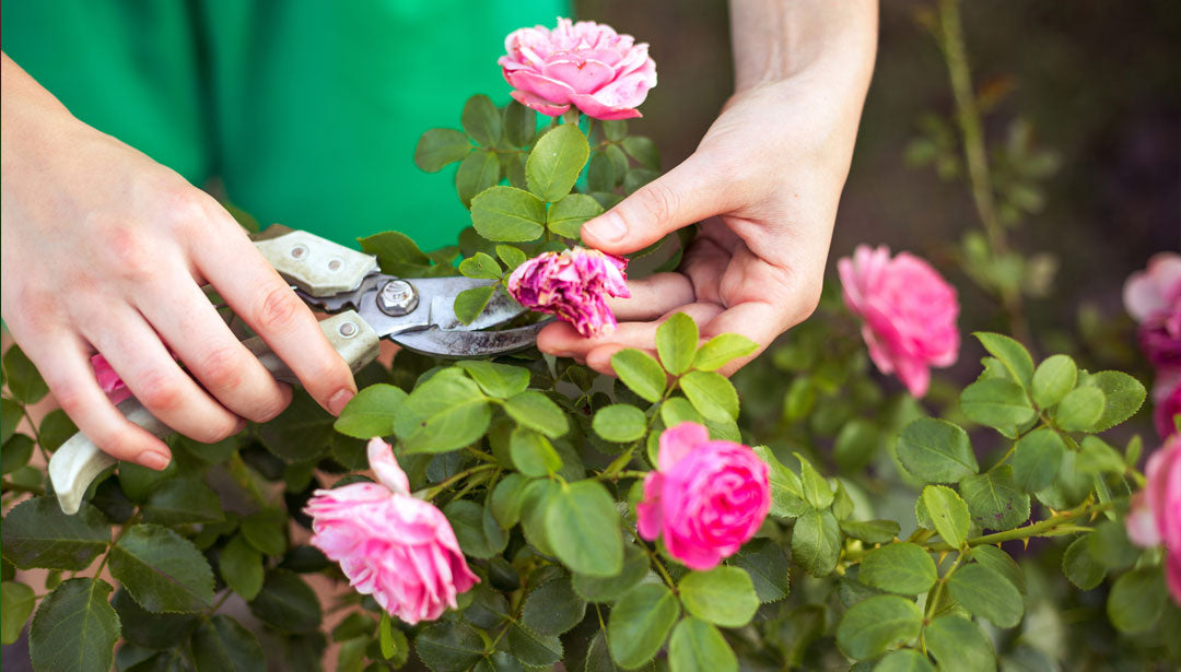 Rosen-Tipps vom Profi – Reader's Digest