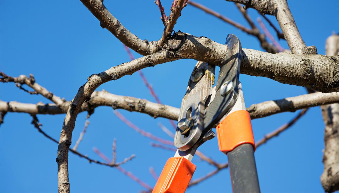 Herbst-to-do's im Garten: Ast- und Heckenscheren – Reader's Digest