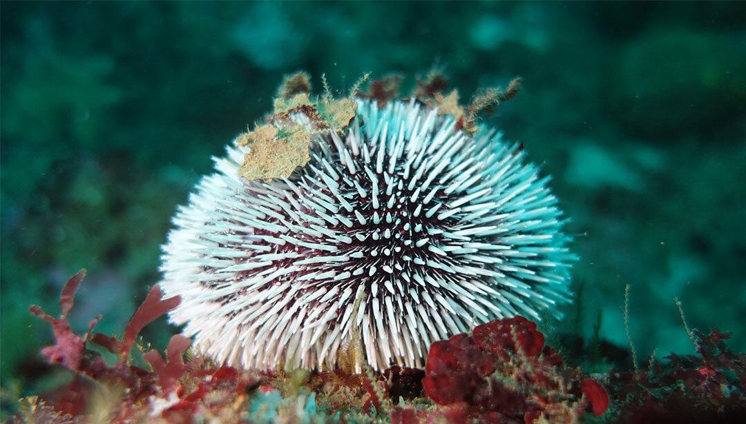 Warum Roderick Sloan in Norwegen nach Seeigeln taucht – Reader's Digest