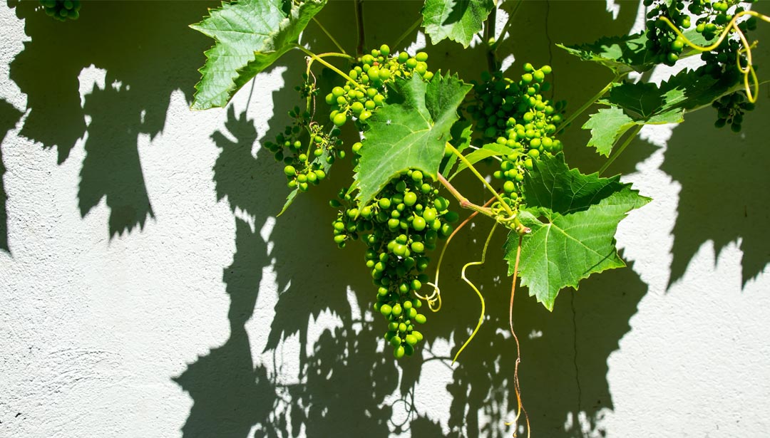 Tafeltrauben pflanzen: Sorten für den kleine Garten – Reader's Digest